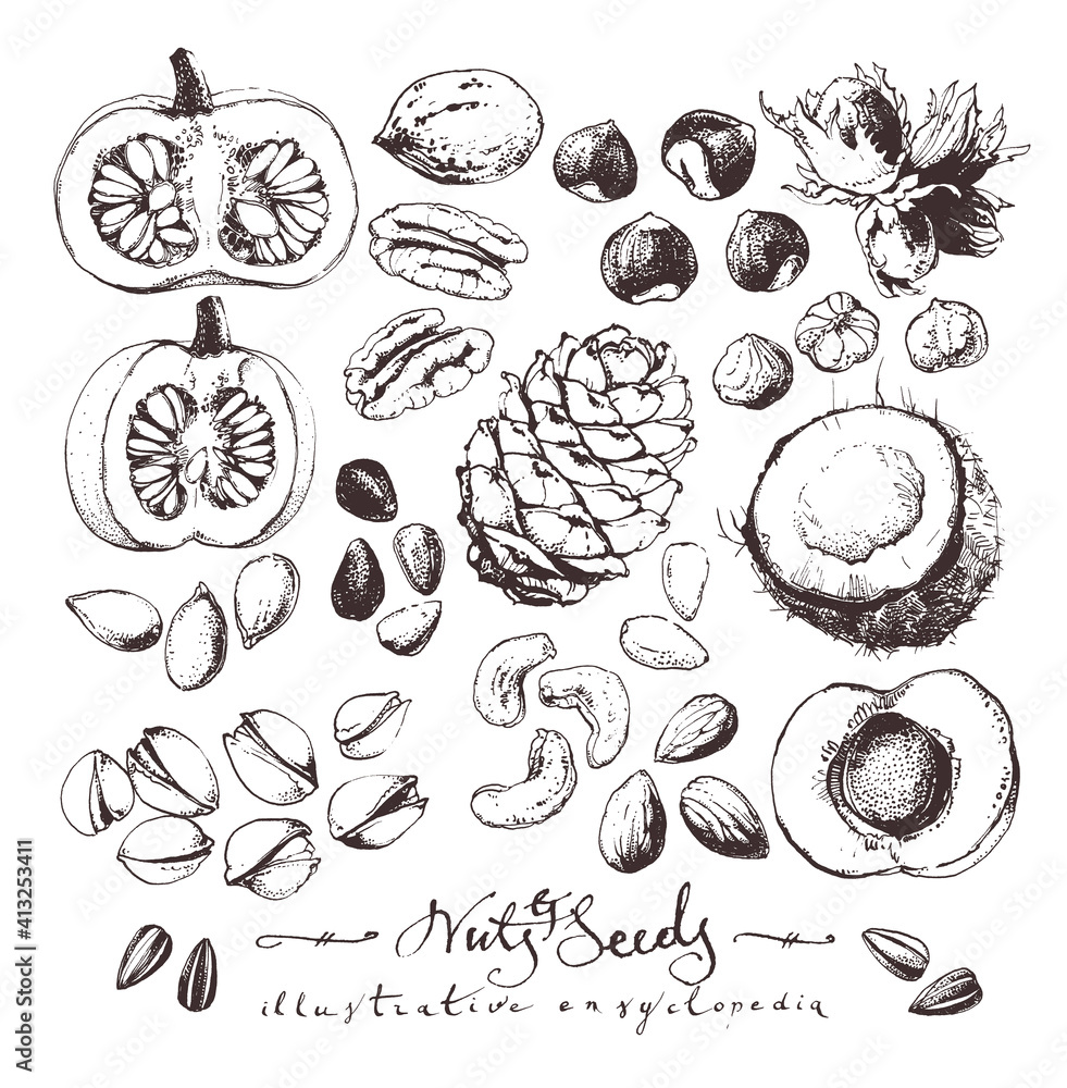 Vetor de Vintage drawings of nuts and seeds, ink drawn food ...