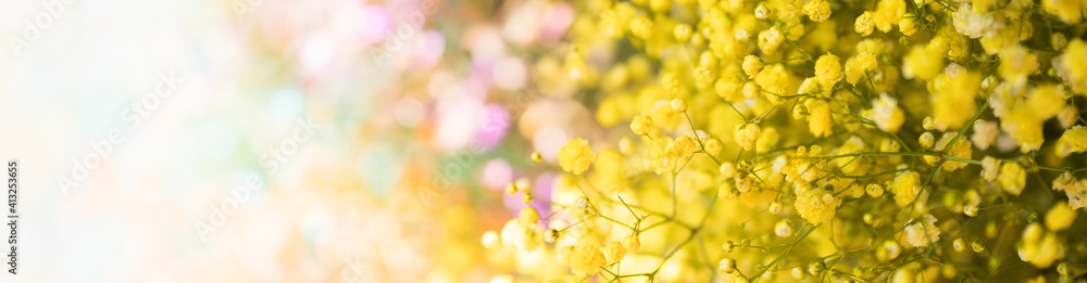 Nature of flower in garden using as cover page background natural flora ...