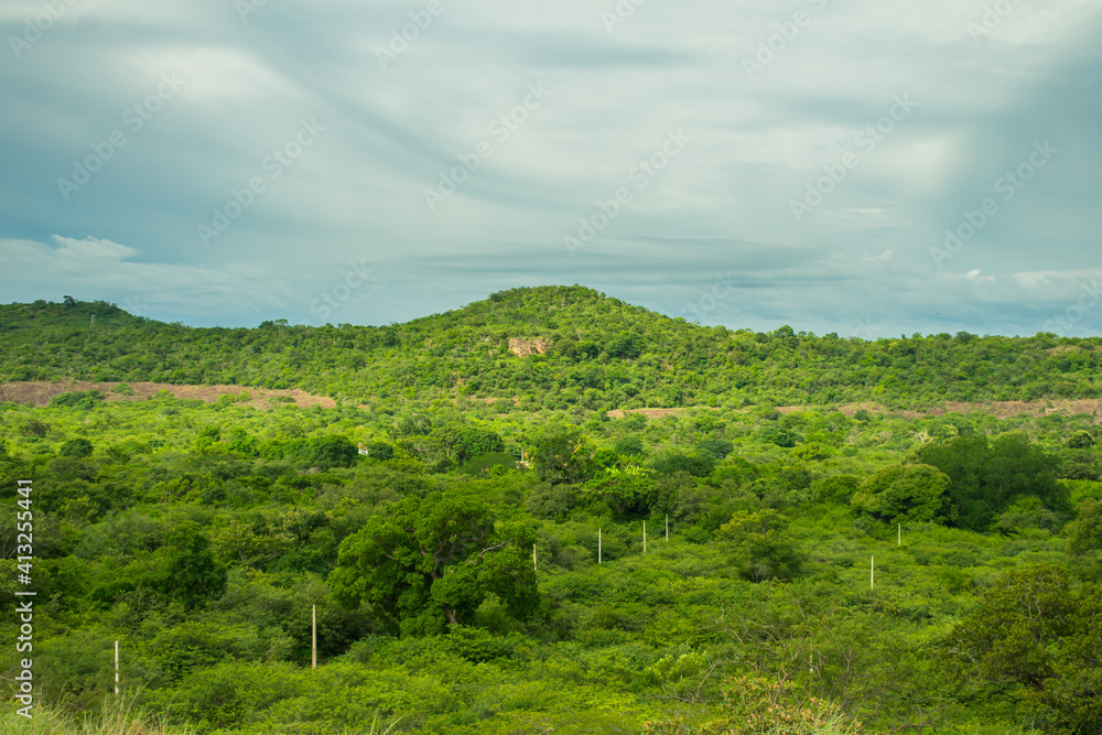 Lush caatinga forest in the rainy season (Oeiras, Piaui - Northeast ...