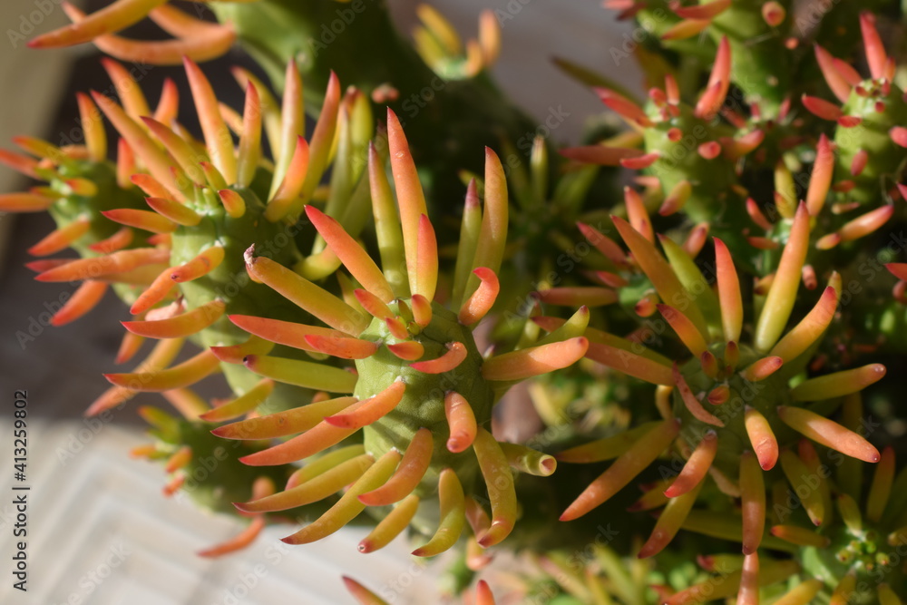 Austrocylindropuntia subulata, a beautiful species of cactus native to ...