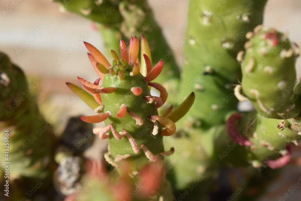 Austrocylindropuntia subulata, a beautiful species of cactus native to ...
