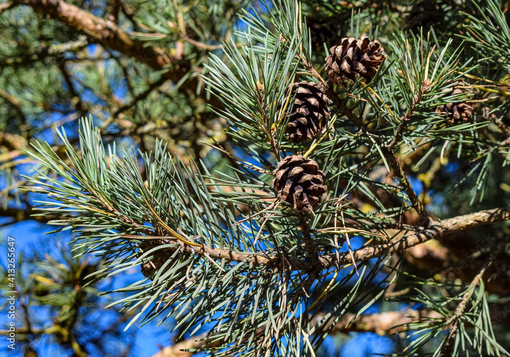 Ramas de pino con piñas en primavera. Stock Photo | Adobe Stock