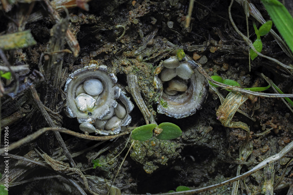 Cyathus olla is a species of saprobic fungus in the genus Cyathus of ...