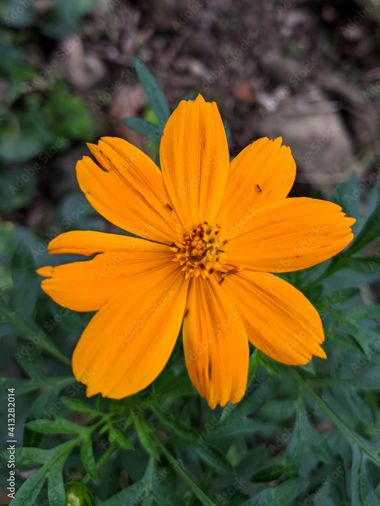 Lobed Tickseed (Coreopsis auriculata) blooming in the garden. Coreopsis ...
