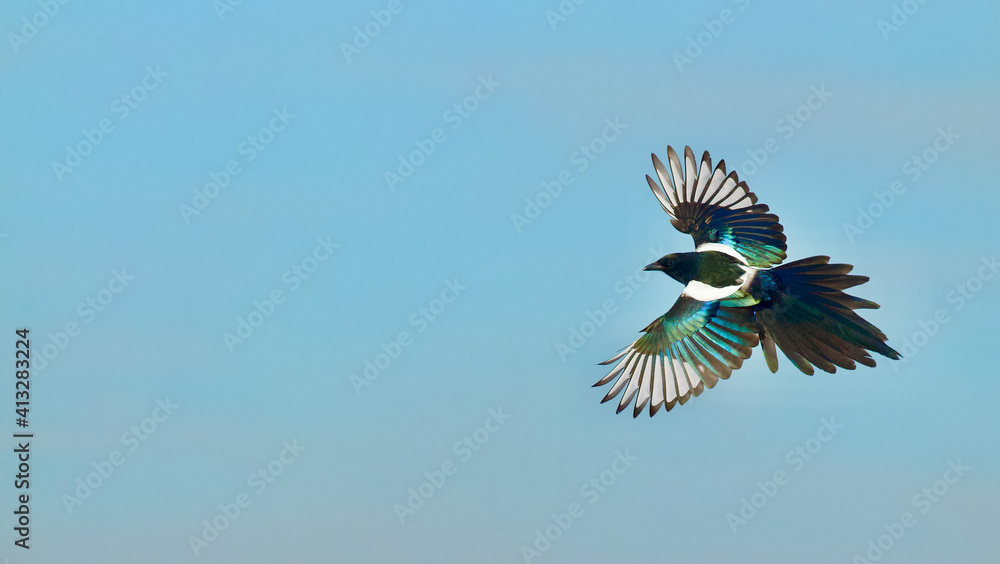 Magpie in flight, banking into a turn, which showcases the topside of ...