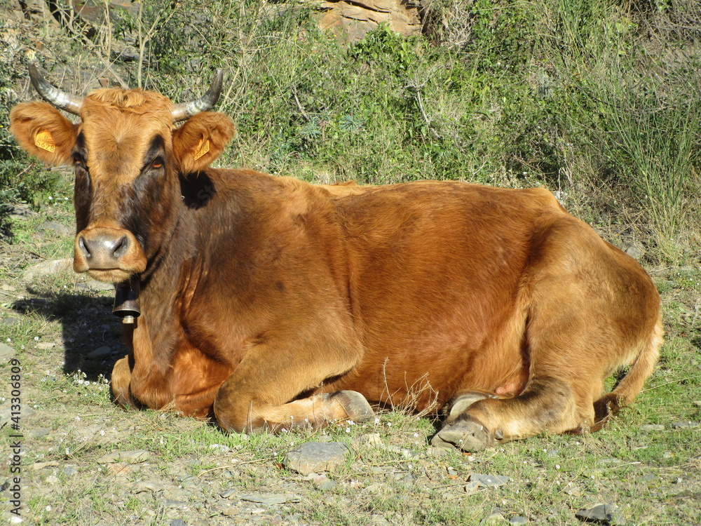 Vaca tumbada sobre la hierba Stock Photo | Adobe Stock