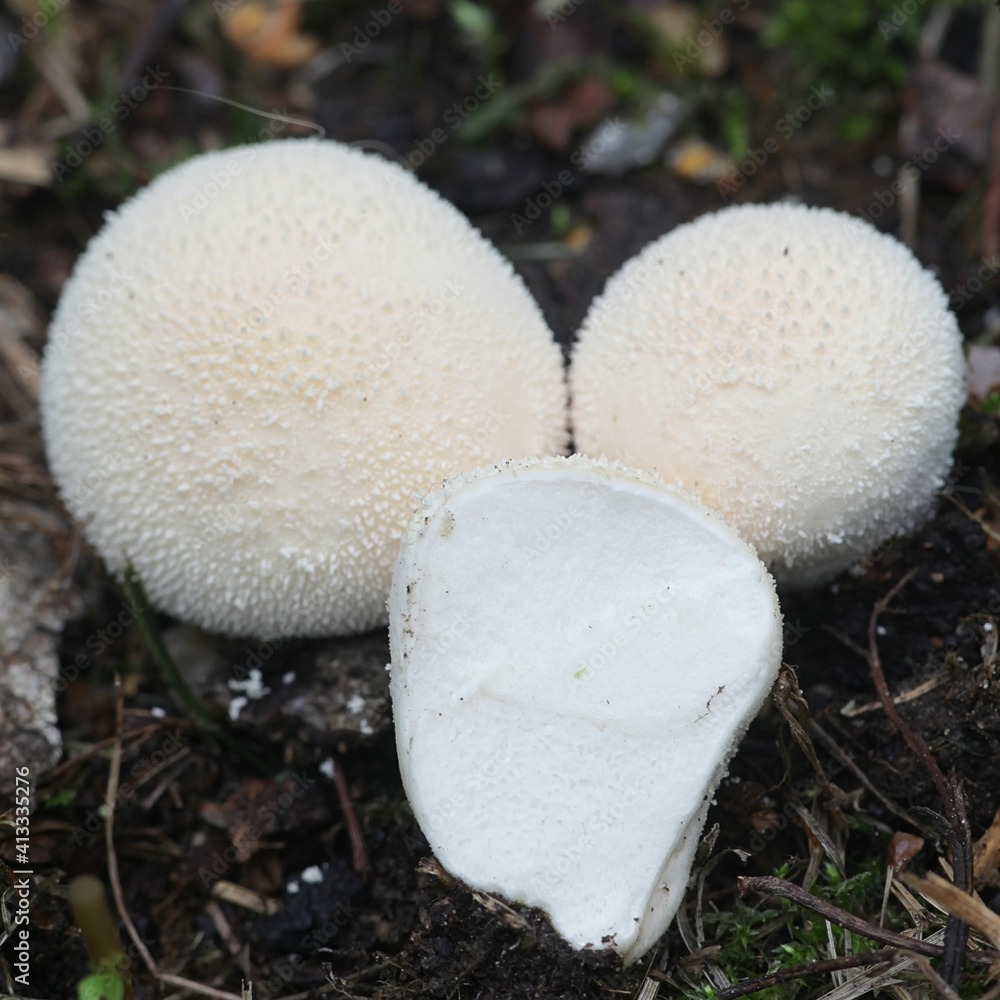 Lycoperdon pratense, commonly known as Meadow Puffball, wild fungus ...