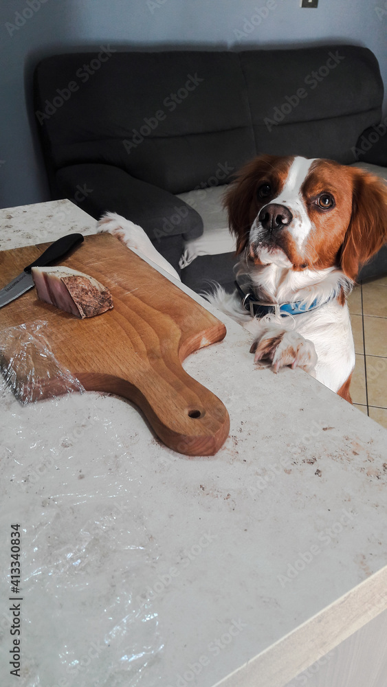 High Angle Portrait Of Dog In The Kitchen Because Front Of Him Is A ...