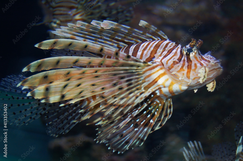 Beautiful floating lion fish. Zebra lion fish Pterois is a genus of ...