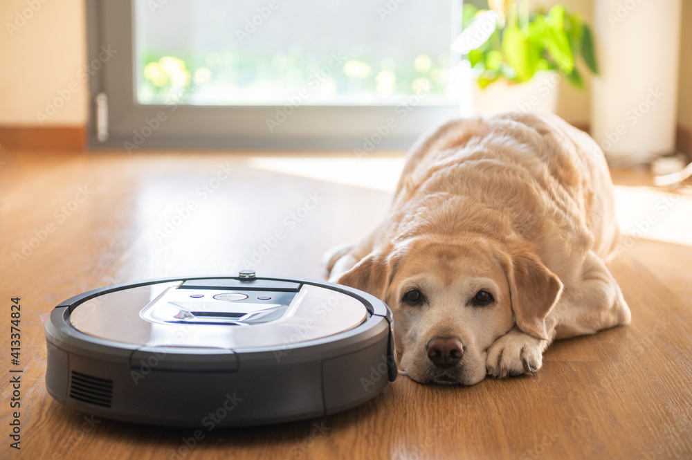 Are Labrador Retrievers Good For Apartments