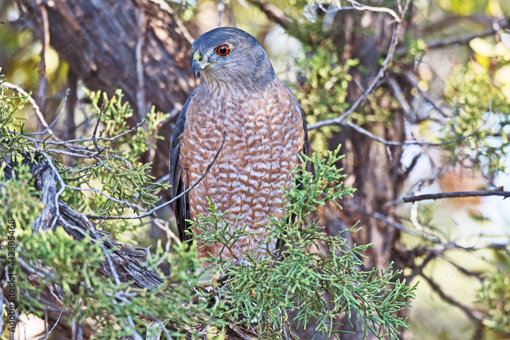 A Coopers Hawk perched in a tree with a red rock background in Sedona ...