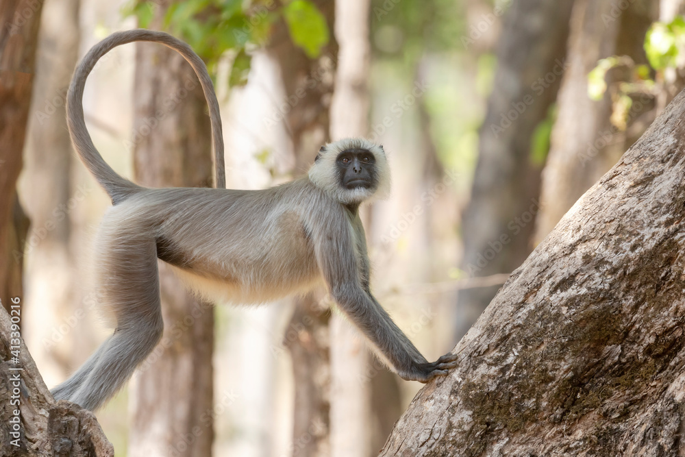 Foto Stock India, Madhya Pradesh, Kanha National Park. A langur resting ...