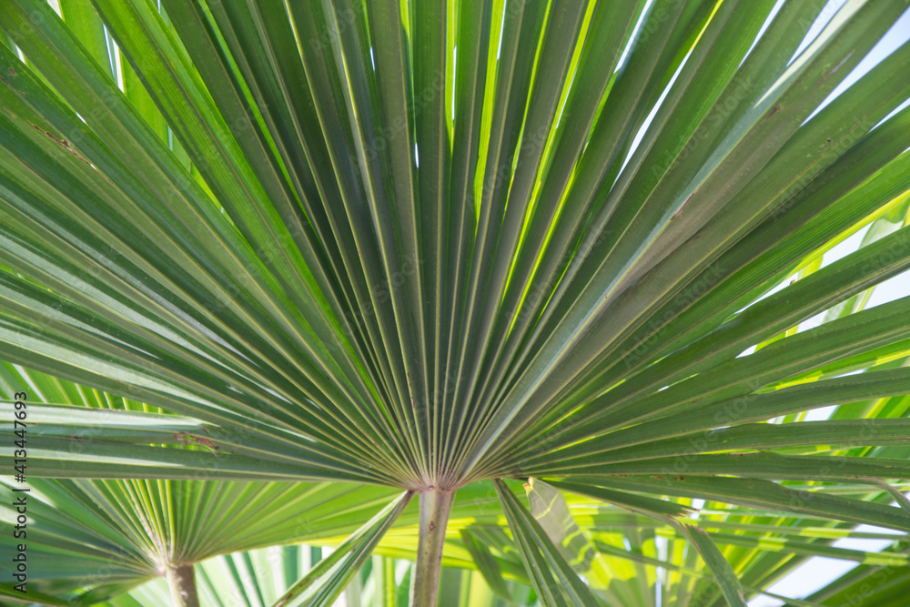 Sabal minor, known as dwarf palmetto,beautiful leaf of a palm, green ...