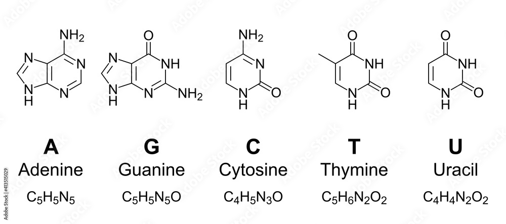 Primary nucleobases, chemical formulas and skeletal structures. Adenine ...