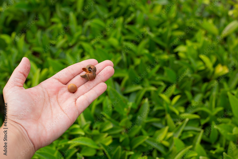 Green Tea plantations - tea cultivation, human hand with tea fruits in ...