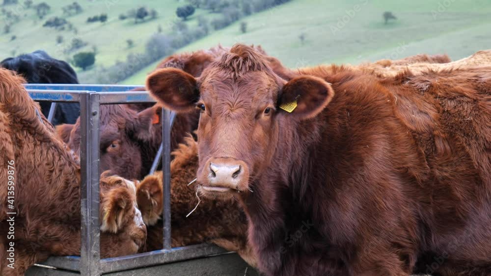 Cattle grazing hay from a feeding cage. Pastoral farming, UK Stock ...