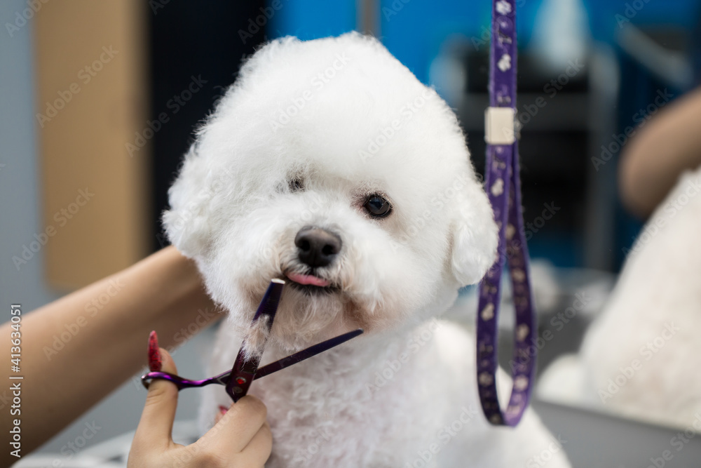 Bichon Dog Haircut
