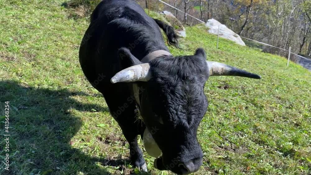 Video „Black Cow Eringer walks across the meadow and sticks out her ...