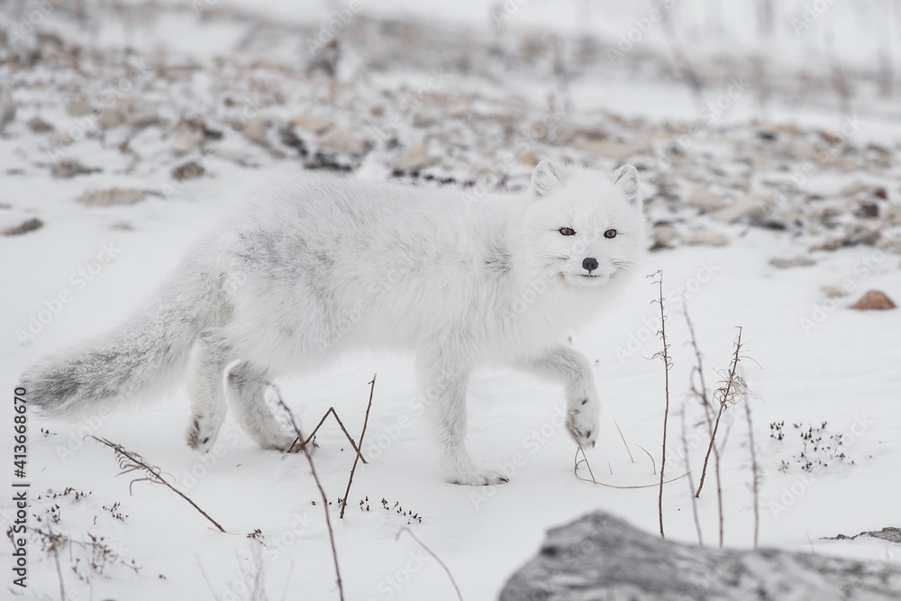 Arctic Fox photographed in Churchill, Manitoba, Canada Stock Photo ...