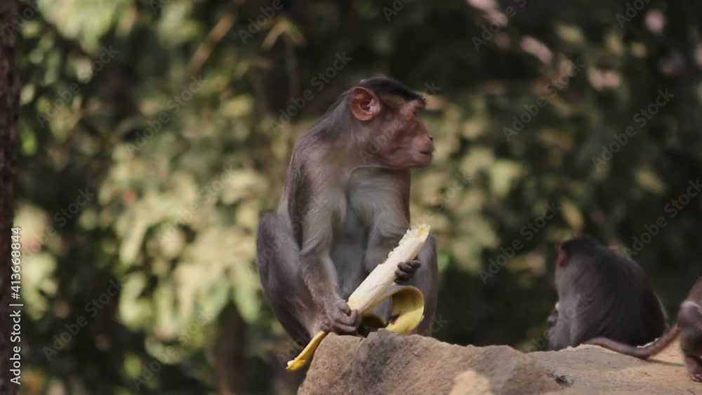 Bonnet Macaque - Macaca Radiata Or Zati hungry sitting on rock and ...