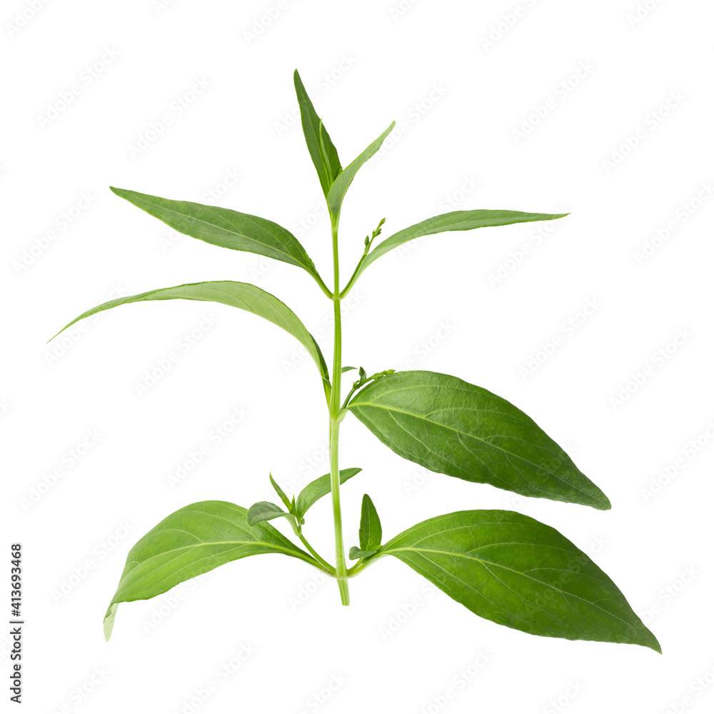 Green Chirayta, king of bitters leaf isolated on awhite background ...