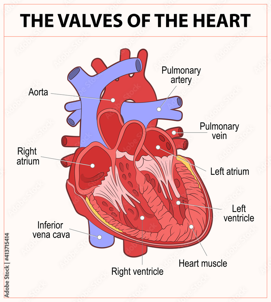 Diagram of the human heart valves Stock Vector | Adobe Stock