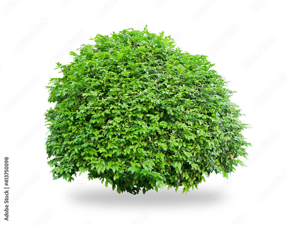 Flower bush tree isolated tropical plant with clipping path. Stock ...
