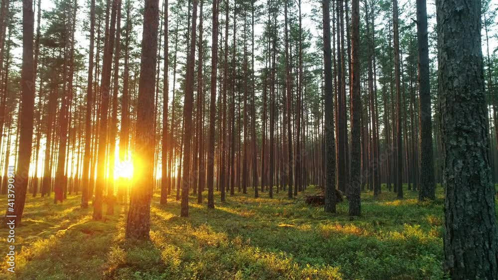 Beautiful nature, pristine forest with long trees trunks, moss, green ...