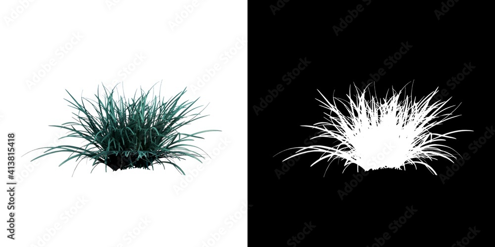 Front view of Plant (Festuca Glauca blue fescue 1) Tree png with alpha ...