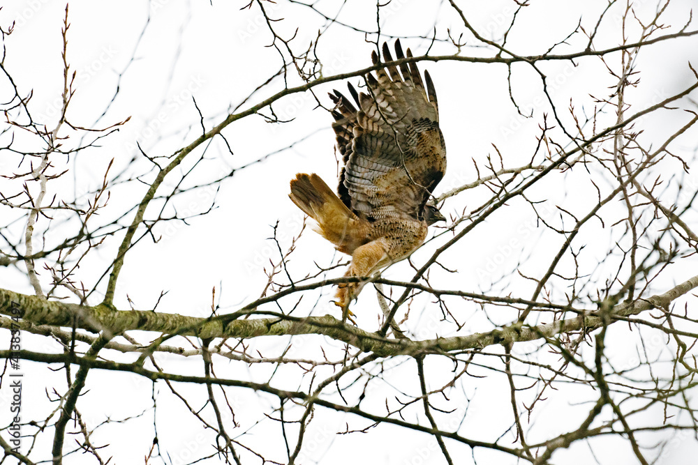 Foto de View from below of a Red-Tailed Hawk flying off a tree branch ...