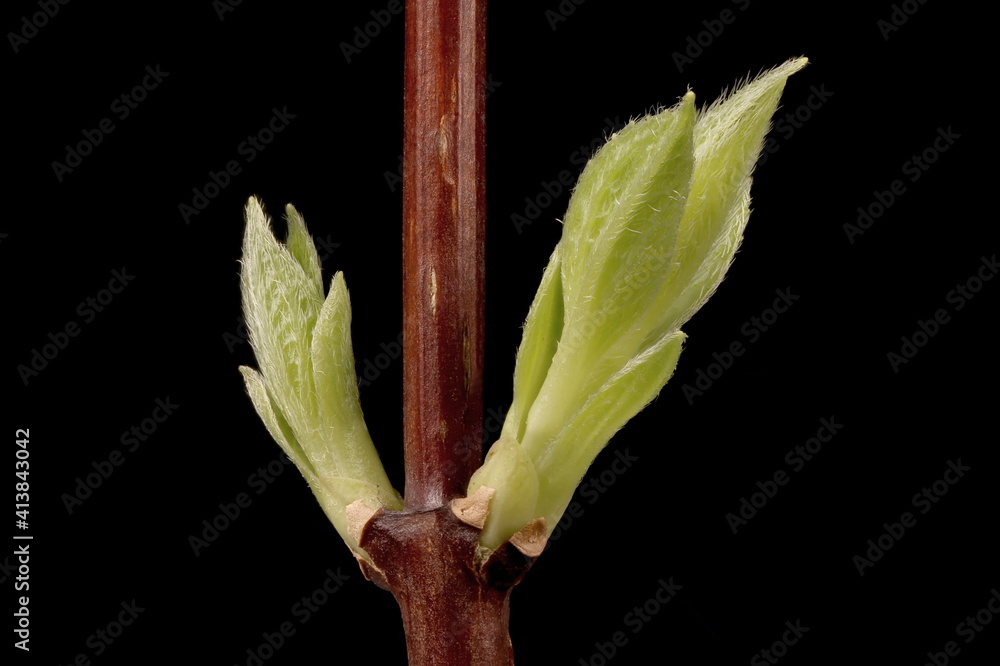 Mock-Orange (Philadelphus coronarius). Leaves Breaking Through Leaf ...