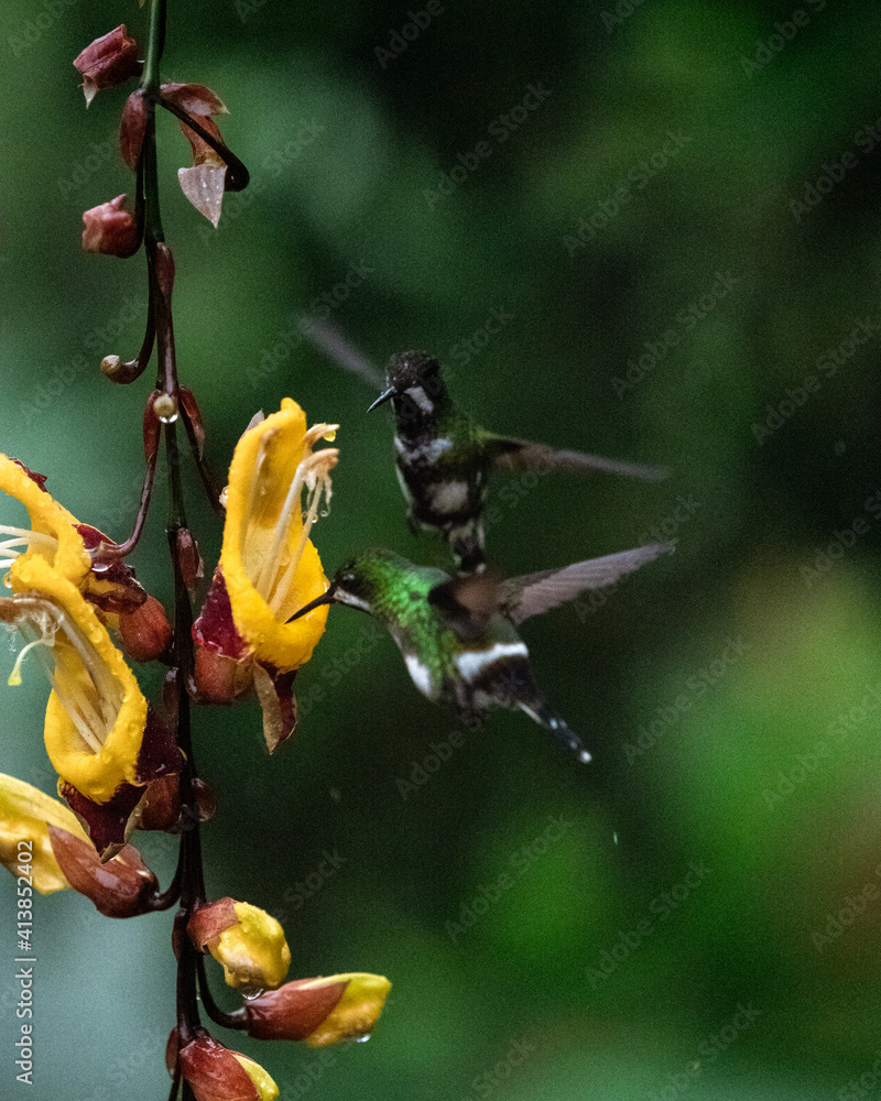 Hummingbirds Feeding Stock Photo | Adobe Stock