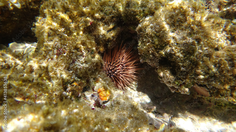 Morze Czerwone, ryby, koralowce, nurkowanie, płaszczka, meduza, wakacje ...