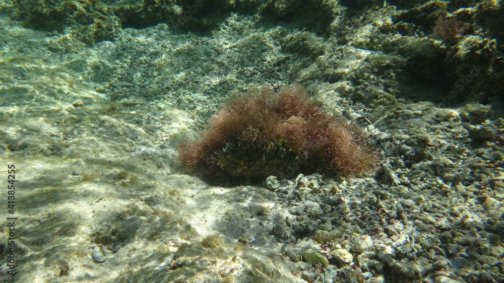 Morze Czerwone, ryby, koralowce, nurkowanie, płaszczka, meduza, wakacje ...