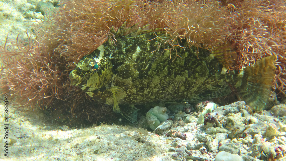 Morze Czerwone, ryby, koralowce, nurkowanie, płaszczka, meduza, wakacje ...