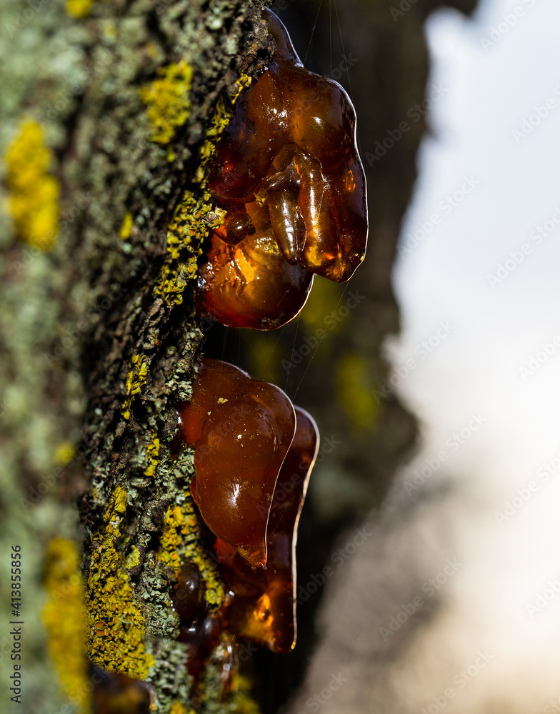 Formation of resin from the juice of a cherry tree.The tree was ...