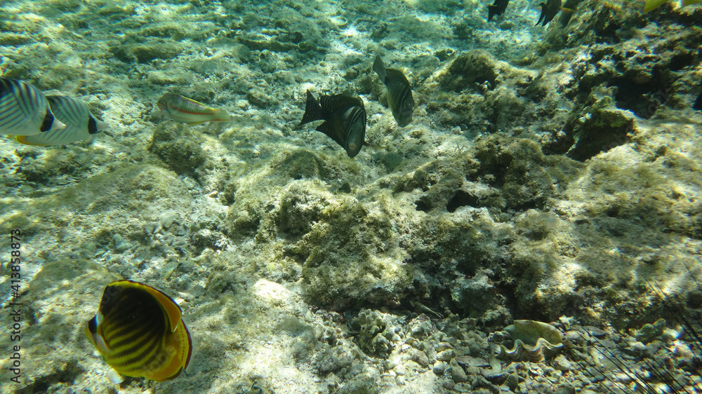 Morze Czerwone, ryby, koralowce, nurkowanie, płaszczka, meduza, wakacje ...