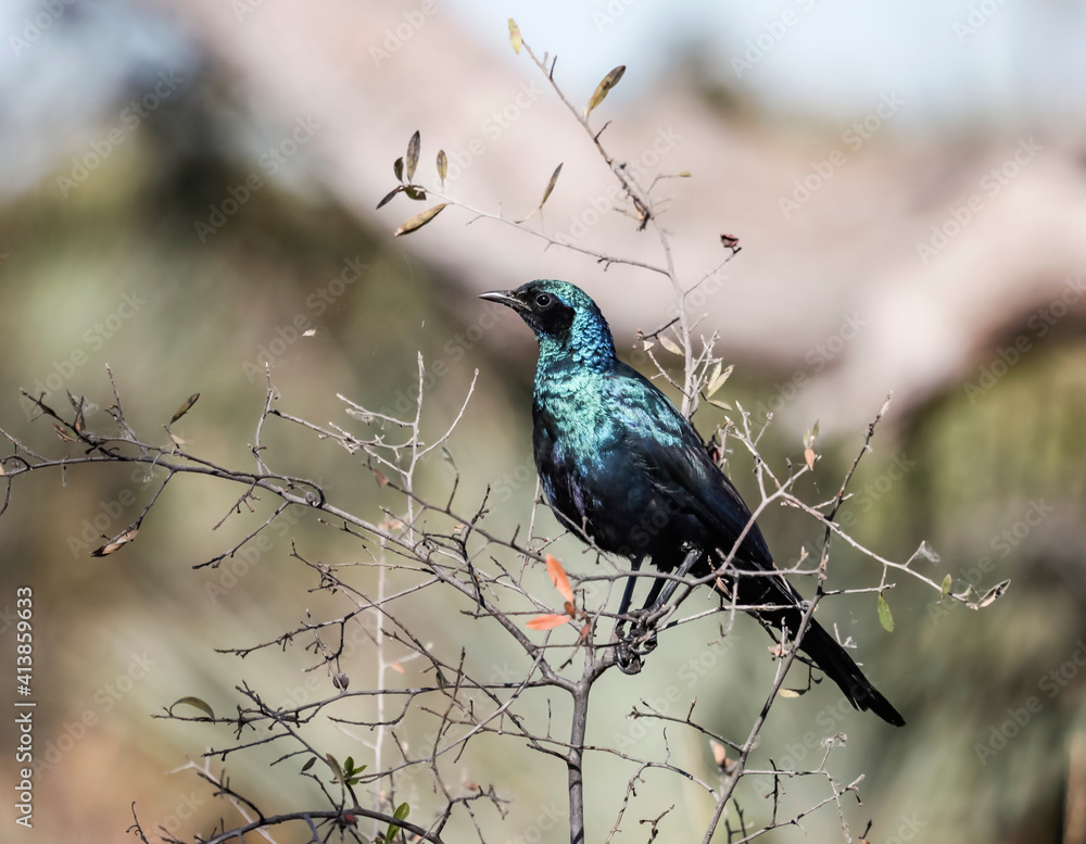 Shiny long-tailed starling sits on a branch of a prickly shrub Stock ...