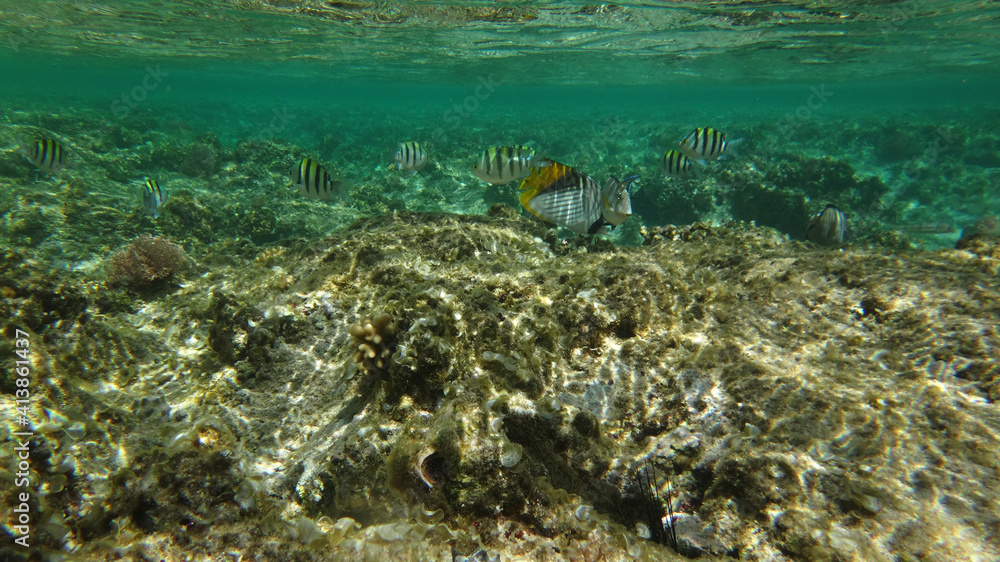 Morze Czerwone, ryby, koralowce, nurkowanie, płaszczka, meduza, wakacje ...