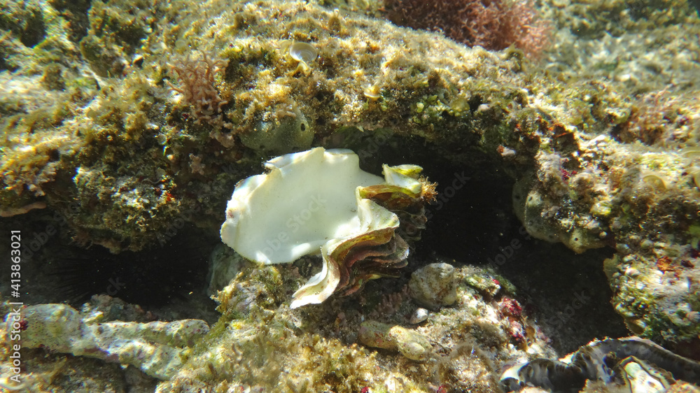 Morze Czerwone, ryby, koralowce, nurkowanie, płaszczka, meduza, wakacje ...