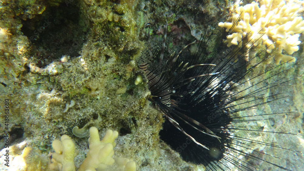 Fotka „Morze Czerwone, ryby, koralowce, nurkowanie, płaszczka, meduza ...