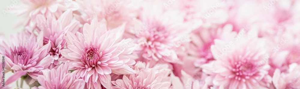 Closeup of pink Mums flower on white background with copy space using ...