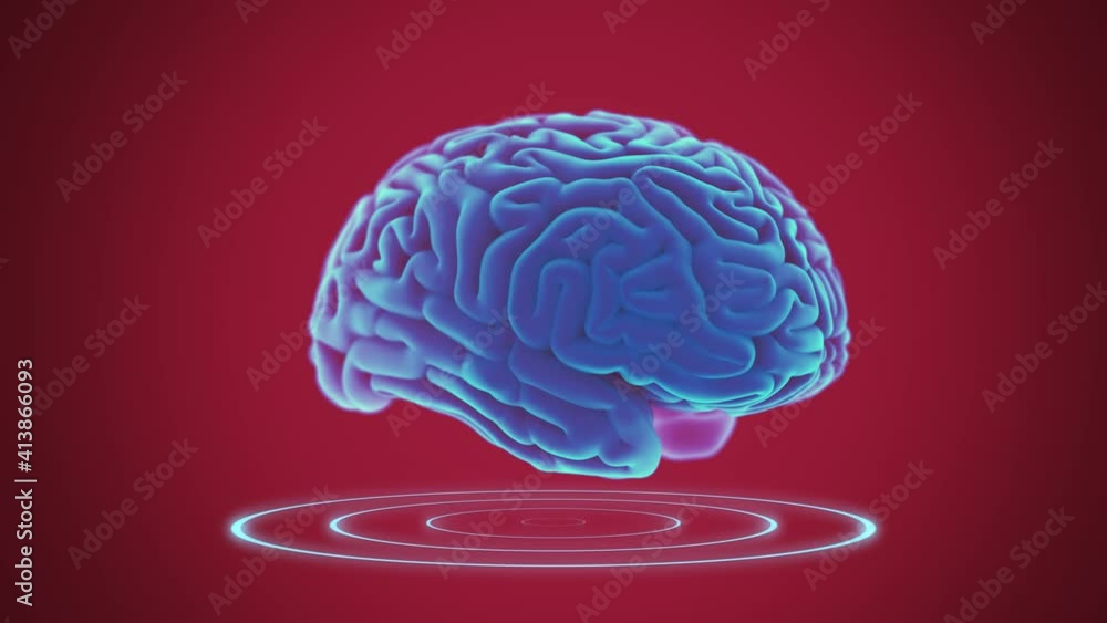 Human Brain 3D model. Hemisphere cerebral animation. Human brain is ...