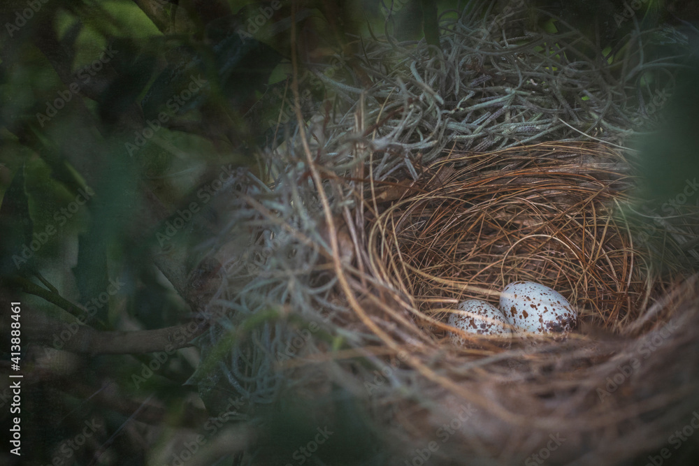 Hidden bird nest with blue speckled eggs Stock Photo | Adobe Stock