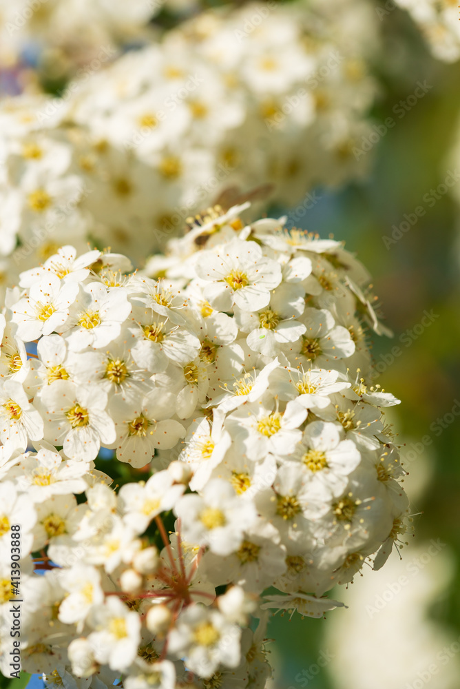 Beautiful flowering spirea twigs in the garden Stock Photo | Adobe Stock