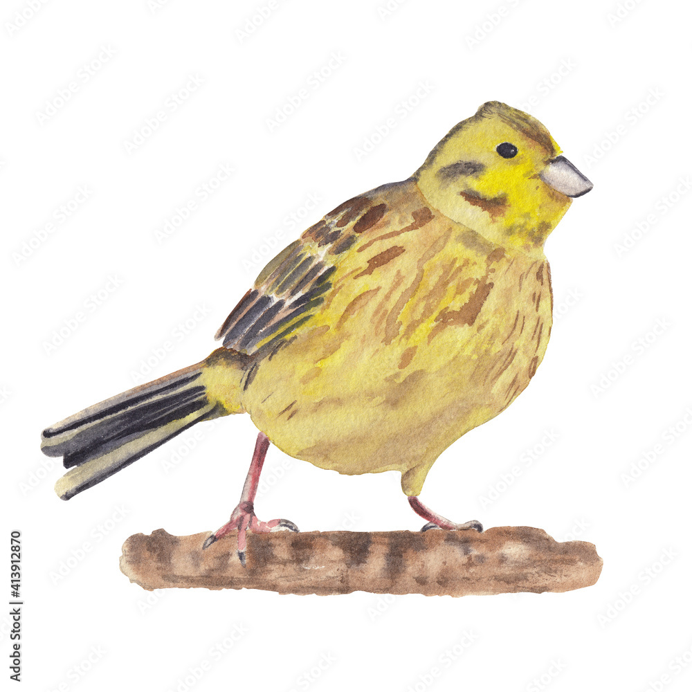 Watercolor bird drawing isolated on white background. Yellowhammer bird ...