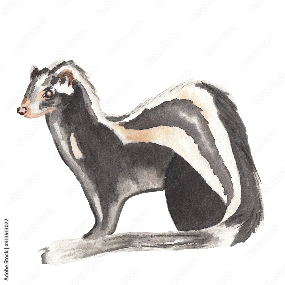 Watercolor animal illustration isolated on white background. Zorilla ...