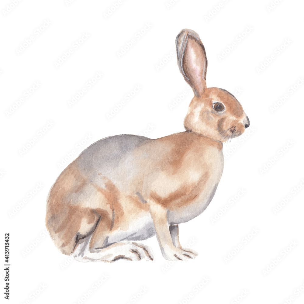 Watercolor hare illustration Hand drawn realistic forest animal ...