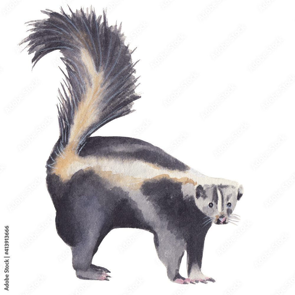 Watercolor skunk illustration Hand drawn realistic forest animal ...