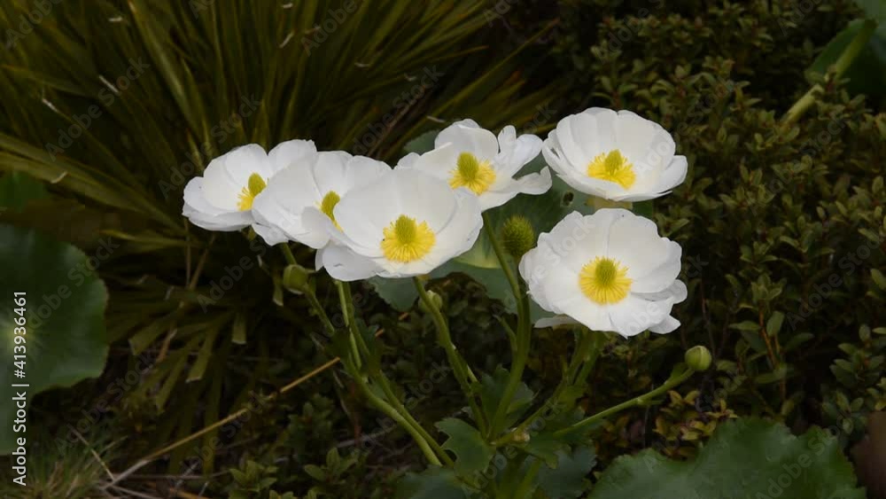 An inflorescence of Mount Cook lily flowers waving in the breeze. Also ...